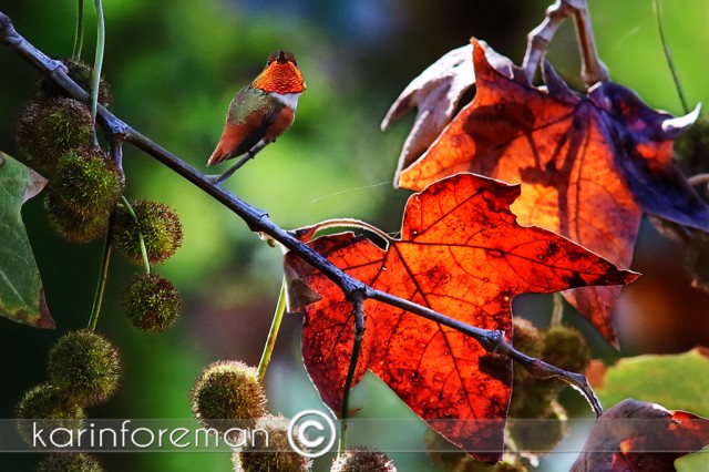 01 Hummingbird_Fall_Leaves | karinforeman.com