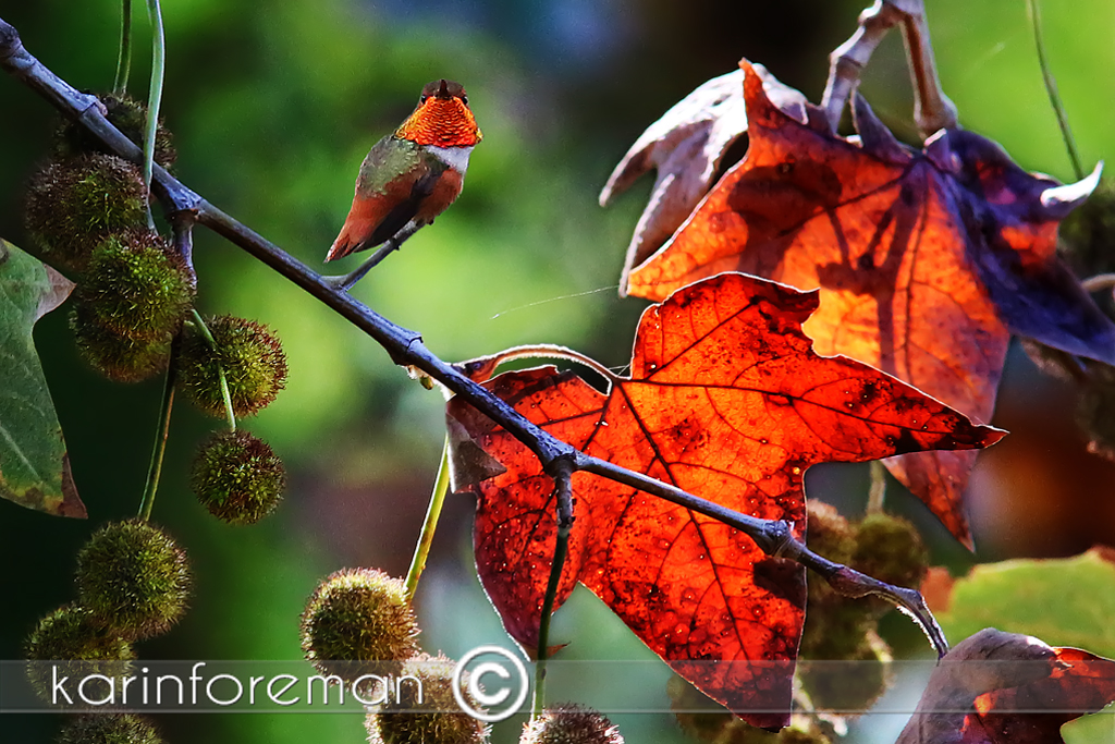 01 Hummingbird_Fall_Leaves | karinforeman.com