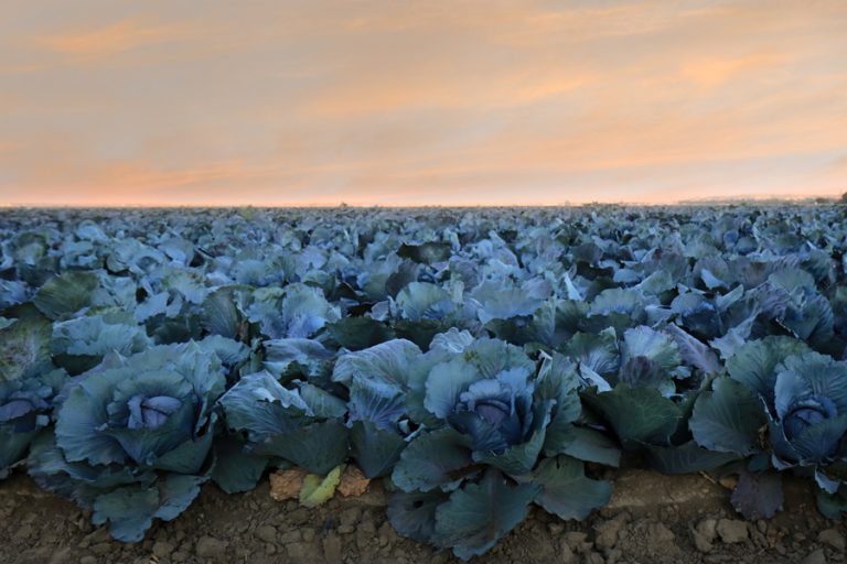 Cabbage Field | karinforeman.com