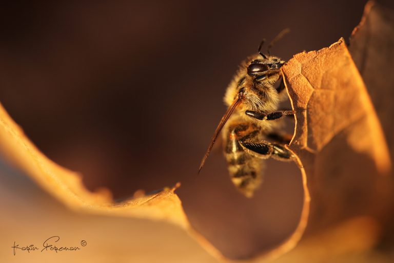 Bee of Fall Leaf | karinforeman.com