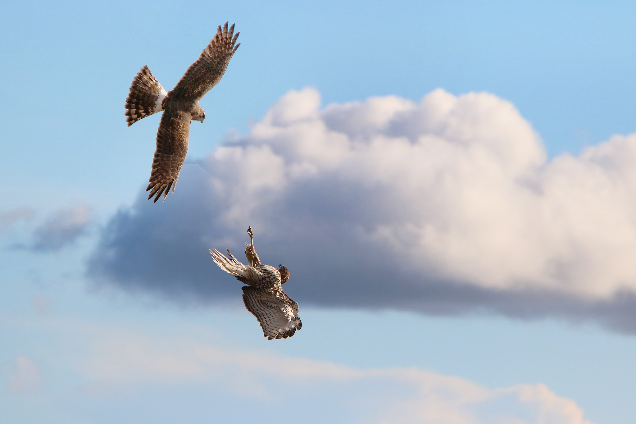 Karin Foreman's Nature Photography | karinforeman.com